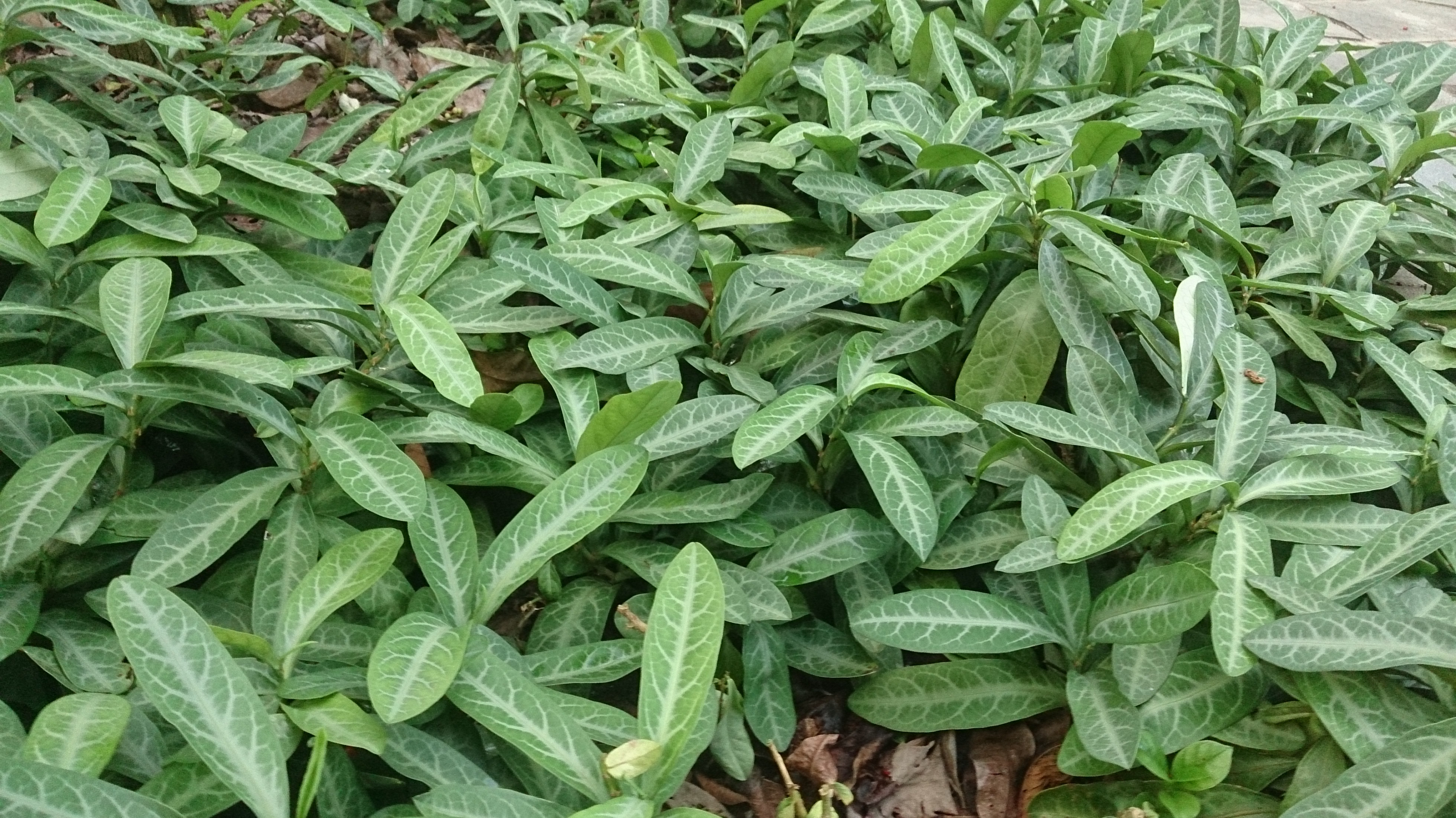 Dragon's Tongue Leaves