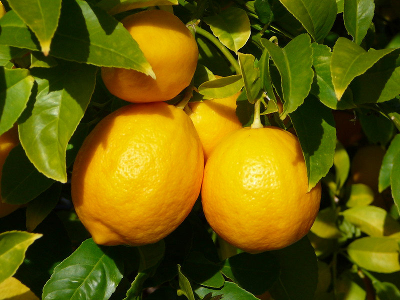 Lemon