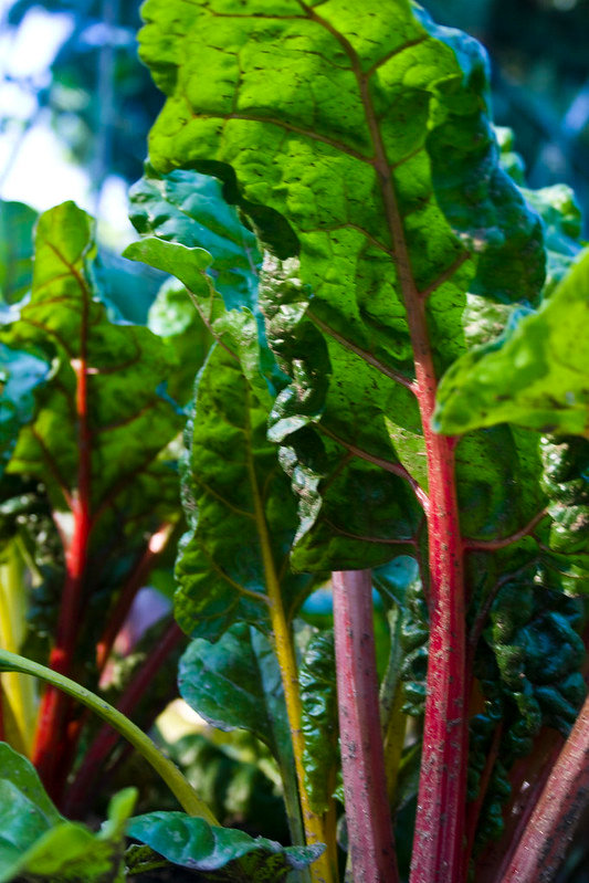 Swiss Chard