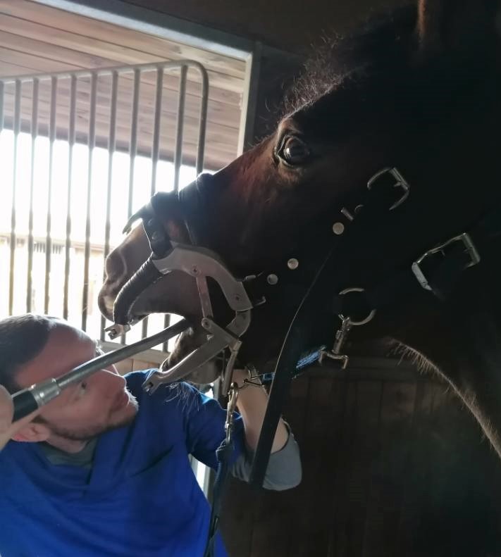 Cheval | Var | Yann Pradurat - Dentiste Equin