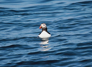 Birds | Island Wildlife | Lundy Wildlife Guide