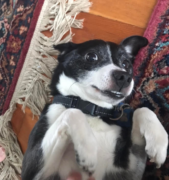 The Glory of a Show by Iris Taylor