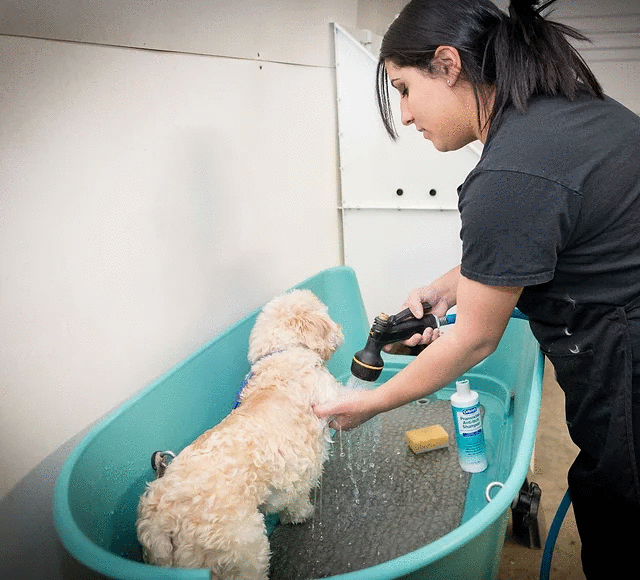 Home | Grooming Woof Love