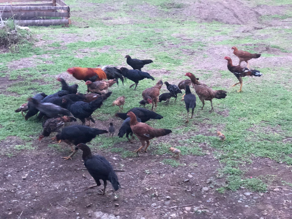 ROOTS & AGRICULTURE IN NARRA, PALAWAN