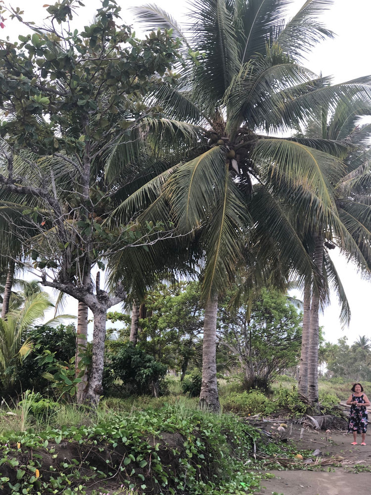 ROOTS & AGRICULTURE IN NARRA, PALAWAN