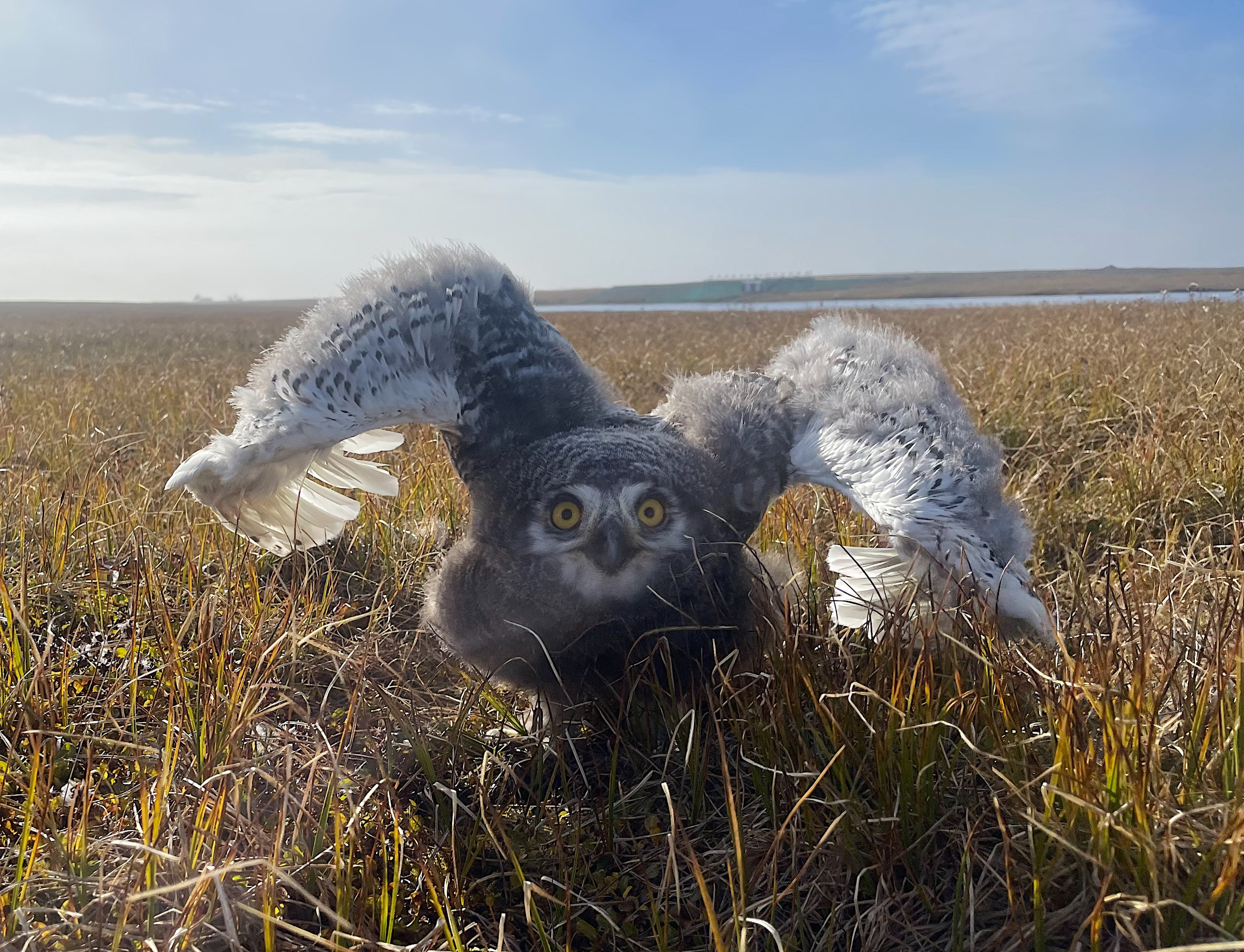 Aging and Sexing Snowy Owl Chicks | owlresearchinstitute