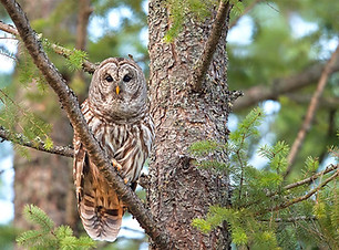 Owl ID Guide I Owl Research Institute