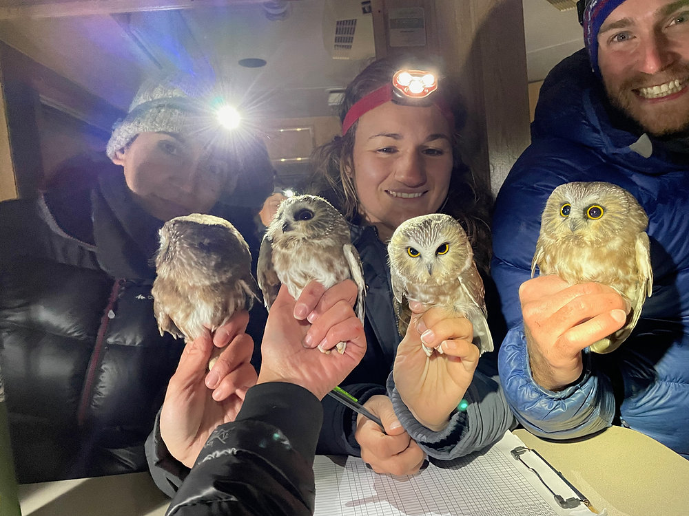 Celebrating 10 Years of Northern Saw-whet Owl Migration Research!