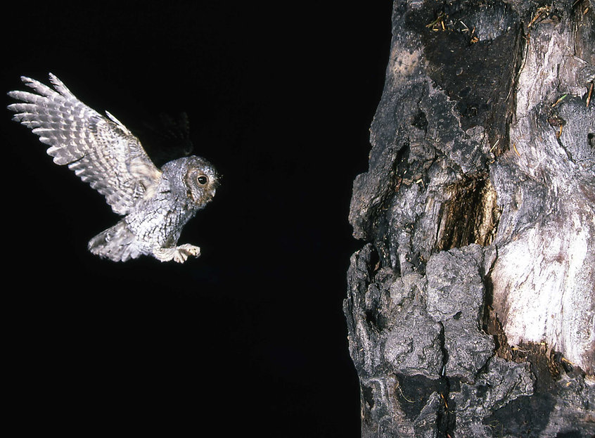 Flammulated Owl I Owl Research Insitute
