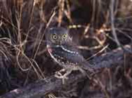 Owl ID Guide I Owl Research Institute