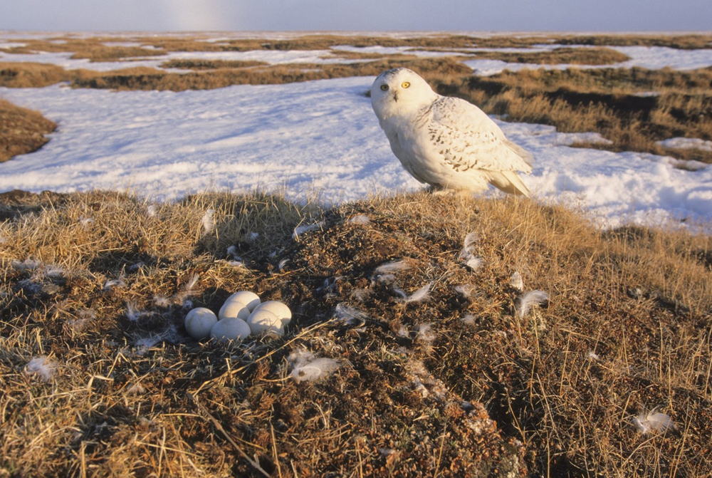 Nesting on the tundra