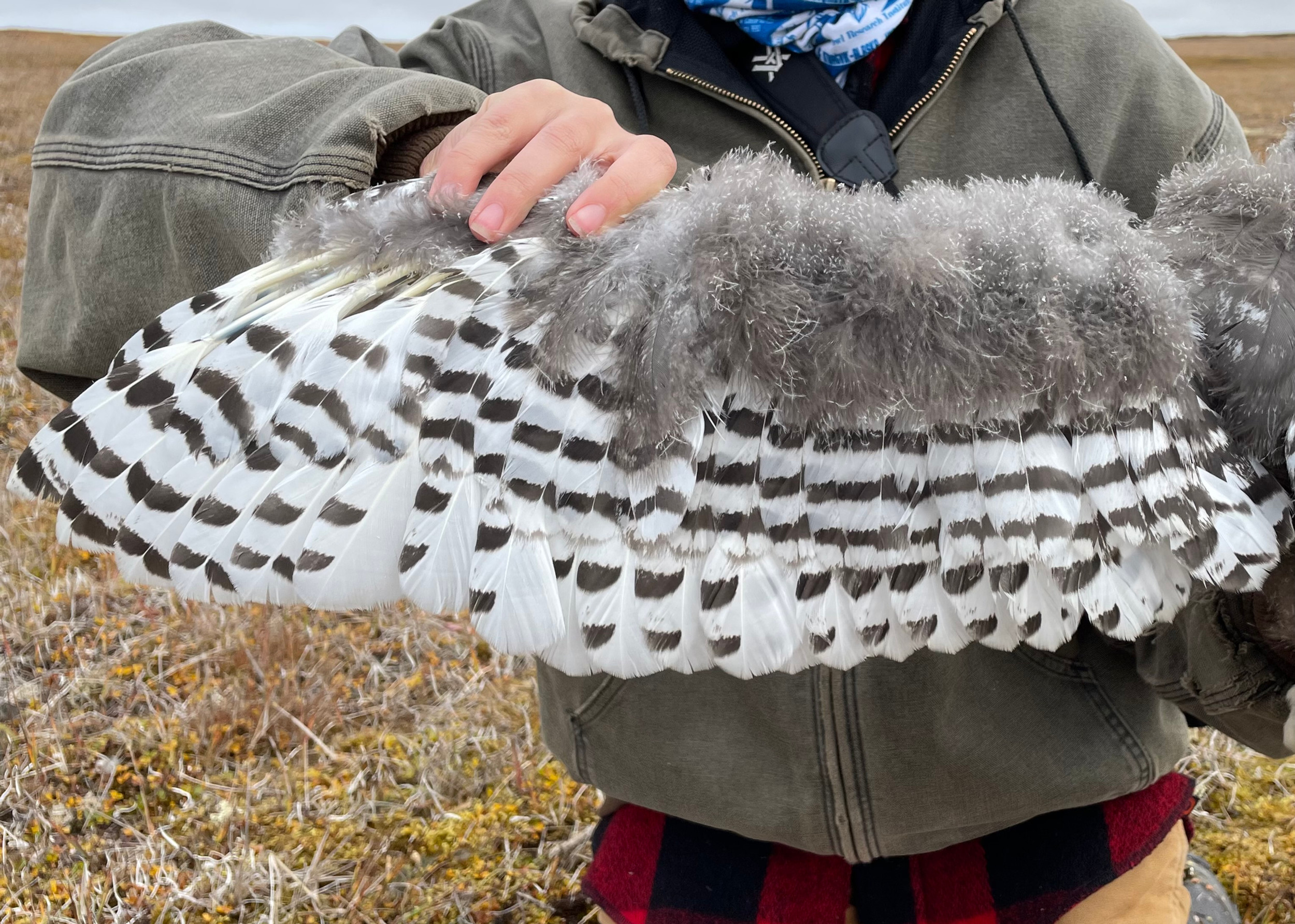 Snowy Owl Photo Guide | owlresearchinstitute