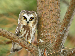 Owl ID Guide I Owl Research Institute