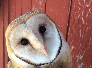 Owl ID Guide I Owl Research Institute