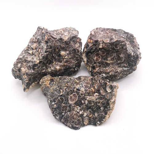 Turritella Agate Rough | Rock & Gemstone Shop
