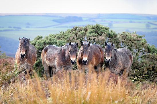 CONTACT | LISCOMBE FARM