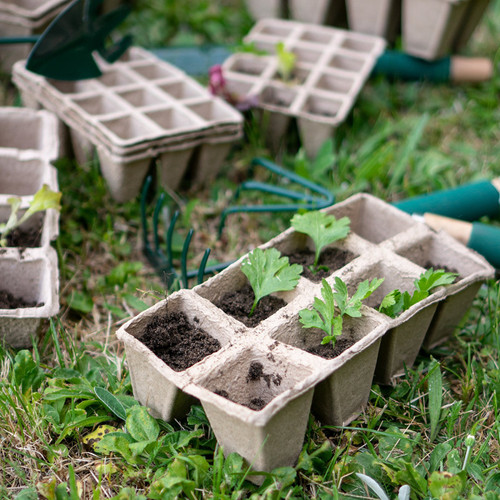 Paper Plant Cell Tray | Frondere Plants