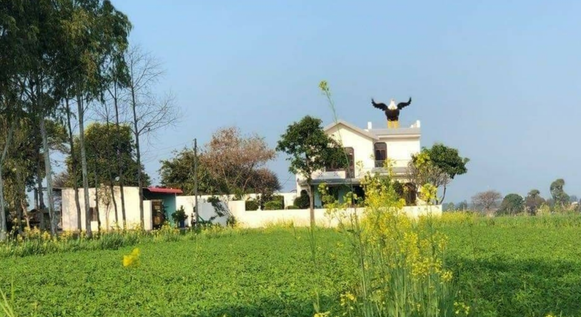 International Farm | Grewal Farm | Punjab