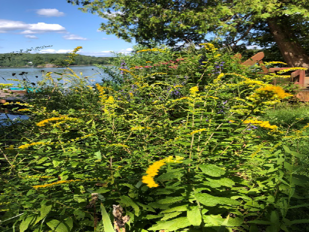Spotlight on Keystone Native Plant Species: The Goldenrod