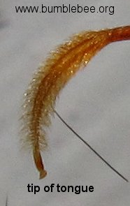 Bee tongues and other curiosities