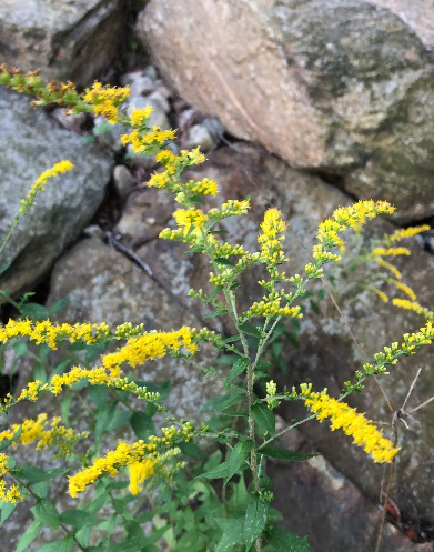 Spotlight on Keystone Native Plant Species: The Goldenrod