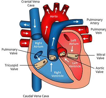Subaortic Stenosis, Sydney, Vet Cardio Referrals