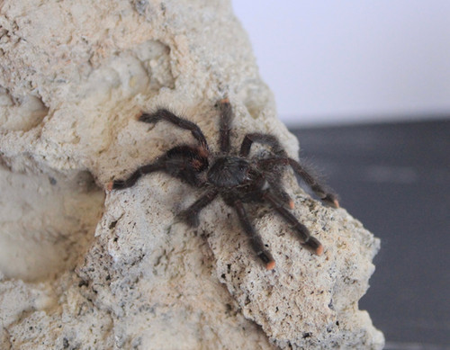 Pink toe tarantula | Animal Ark Pet Store