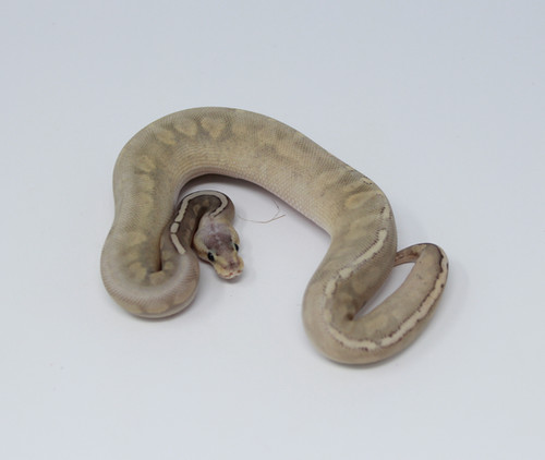 Sterling Calico Ball Python GHI PR098 | Animal Ark Pet Store