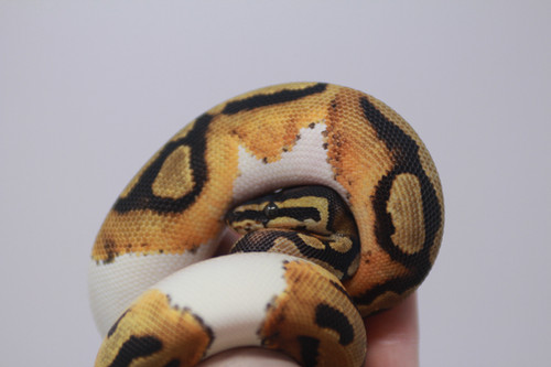 Ball Python | Animal Ark Pet Store