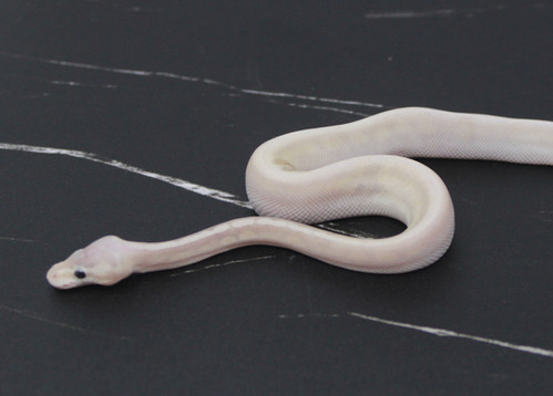 Sterling Calico Ball Python PR097 | Animal Ark Pet Store