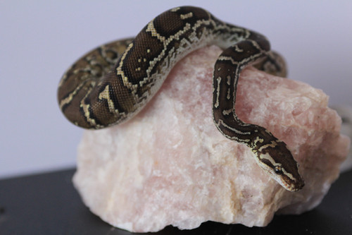 Angolan Python | Animal Ark Pet Store