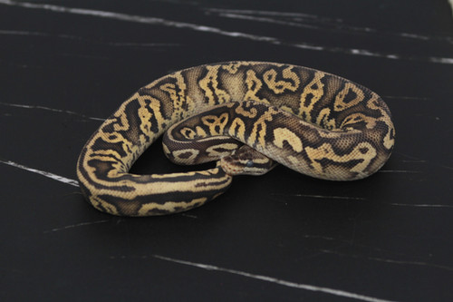 Super Pastel GHI Leopard Yellow Belly Ball Python Female | Animal Ark ...