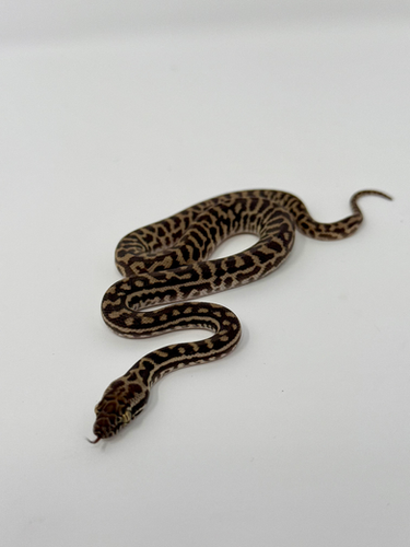 Baby Stimson’s python (Antaresia stimsoni) | Animal Ark Pet Store