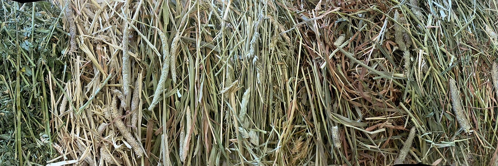 Hay Color: What Does It Really Mean?