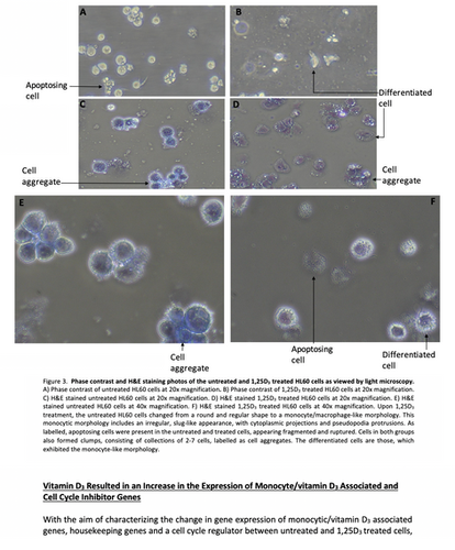 Exemplar Lab Report (Biomedical Science) | Kenji Tomita