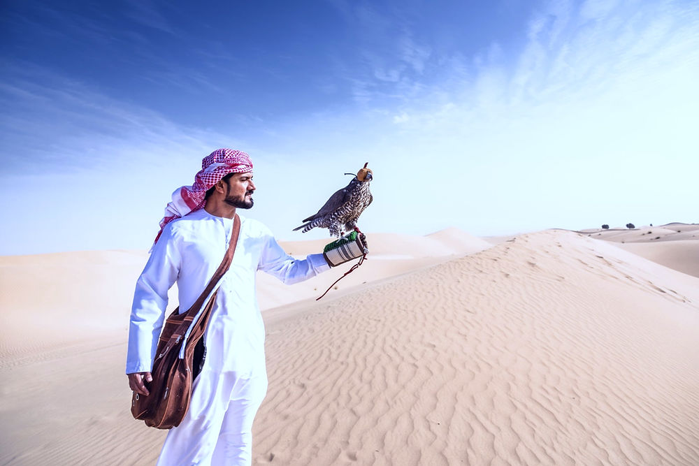 Exploring the Elite World of Falcon Breeding: Insights from the Falcons ...