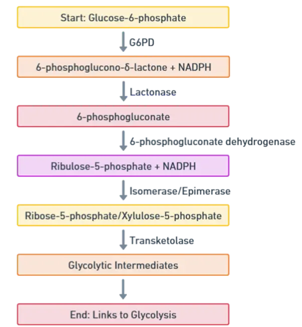 HMP shunt and its significance
