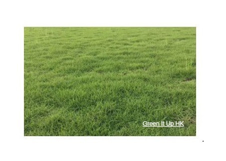 Taiwan Grass Seeds 1KG 台灣草種子 | greenituphk