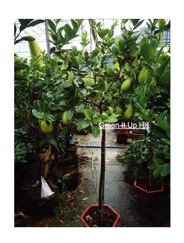 Taiwan Lemon Tree 台灣檸檬樹 | greenituphk