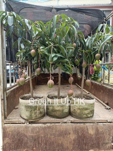 Red Mango Tree 紅芒果樹 | greenituphk