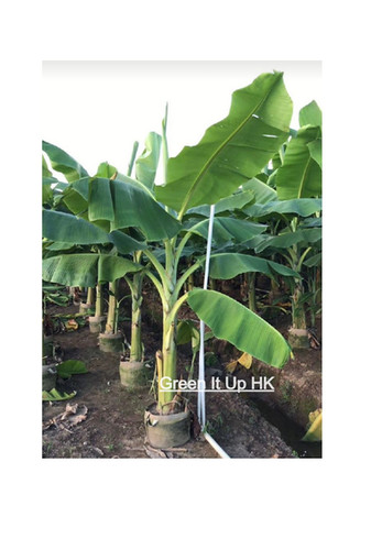 Musa Tree 芭蕉樹 | greenituphk