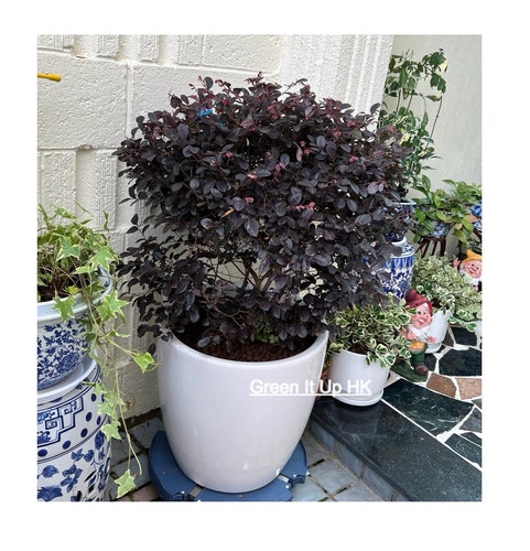 Red Strap Flower | greenituphk