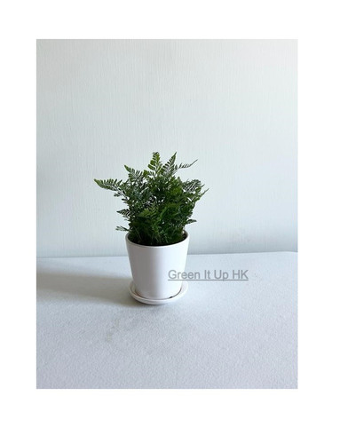 Mini Squirrel's-Foot Fern (Davallia Bullata) 迷你狼尾蕨 | greenituphk