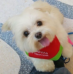 Therapy Dogs | Australia | Delta Society