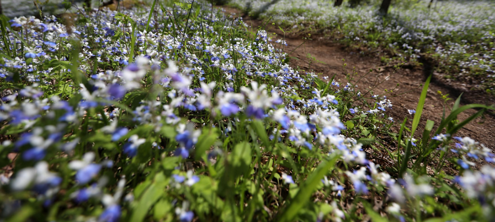 GETTING TO KNOW...RAVEN RUN NATURE SANCTUARY