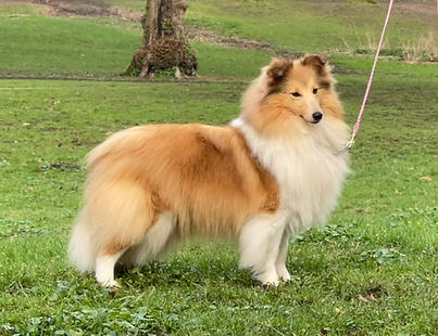 Our dogs | Lavika Shelties