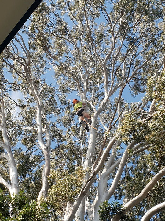 Home | Mint Tree Lopping and Garden Landscapes