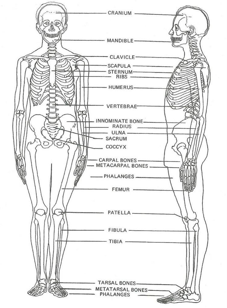 Osteology 101- Part 1/5: What is Osteology?