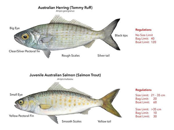 Australian Herring - Tommy Ruff | Fishing Spots Sa