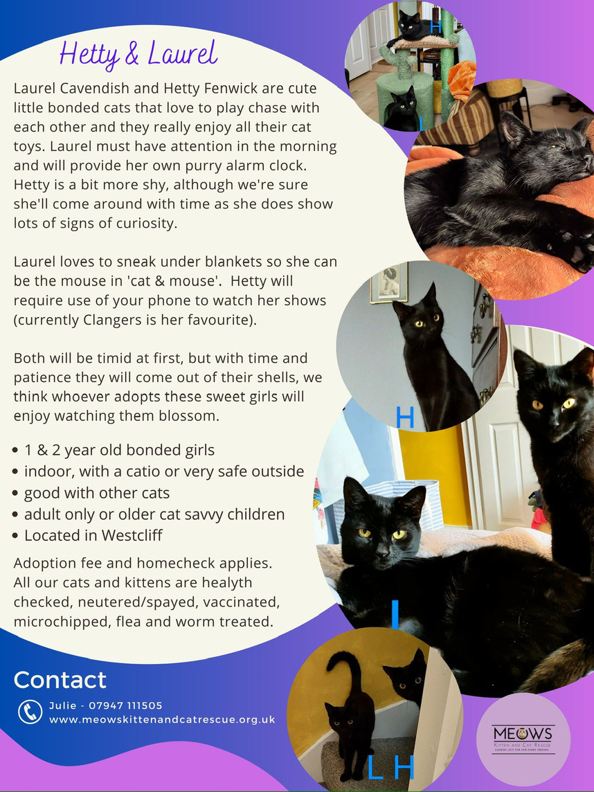Adopt a cat | Meows Cat Rescue